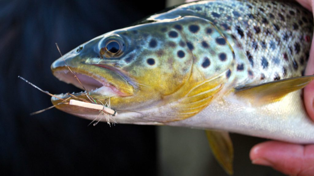 The very special Den Fulaste - Kajanaclub