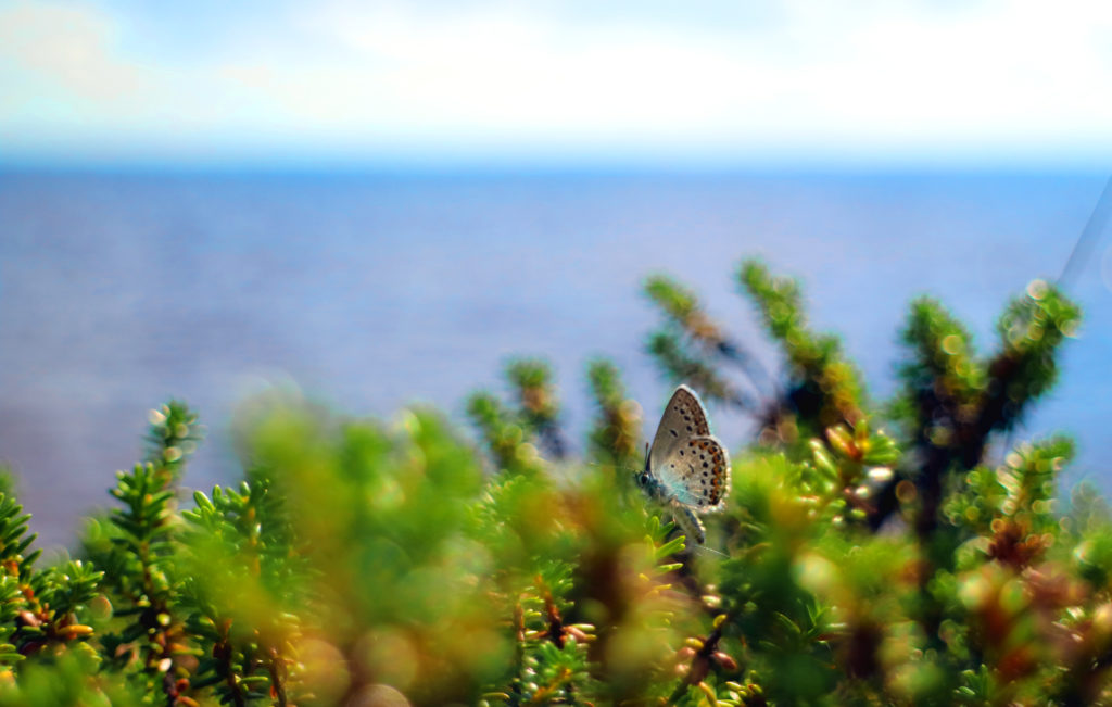 Best Outdoor Hobby - Kajanaclub